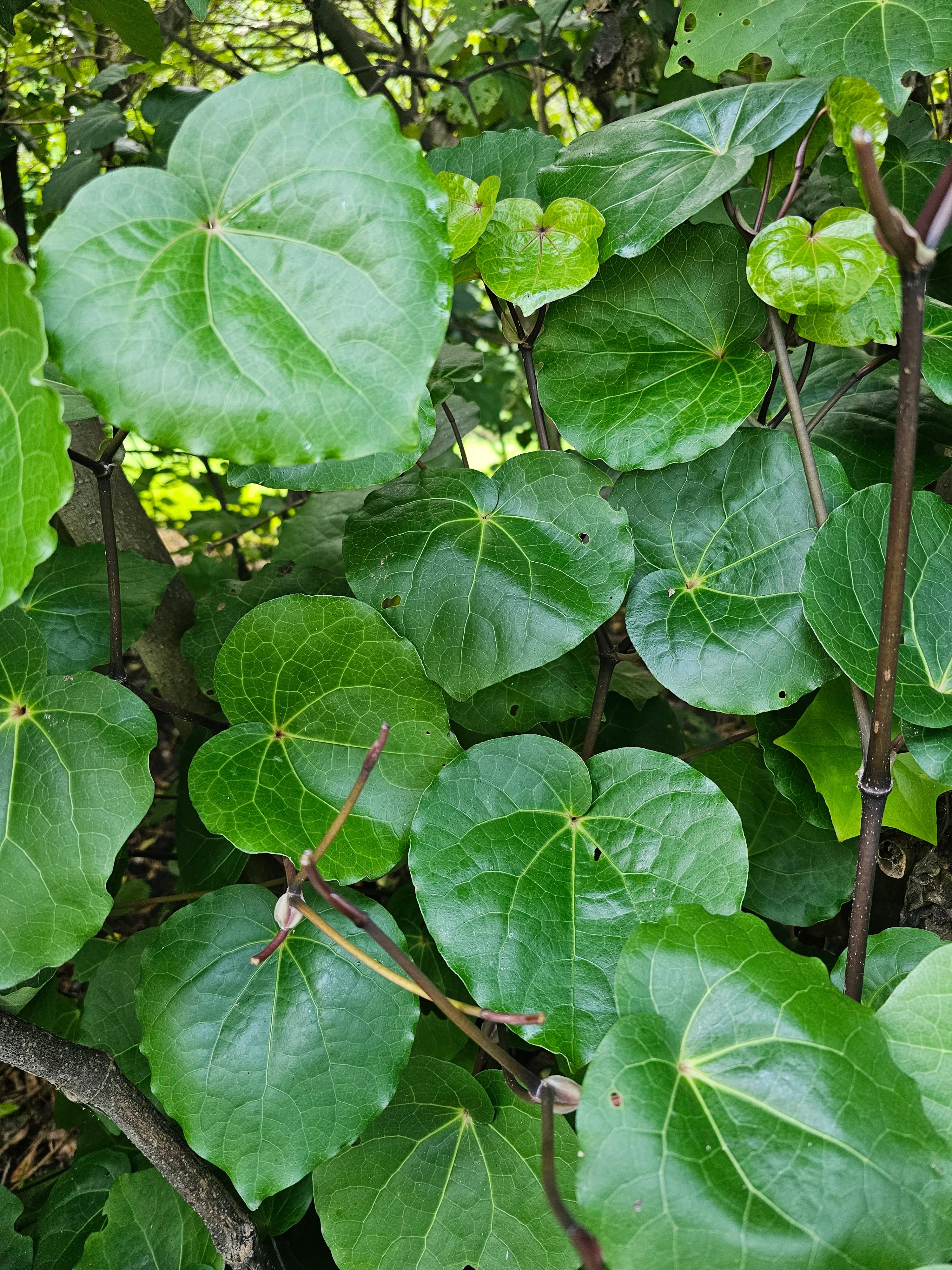 For Healing with Kawakawa – Oriwa Naturals